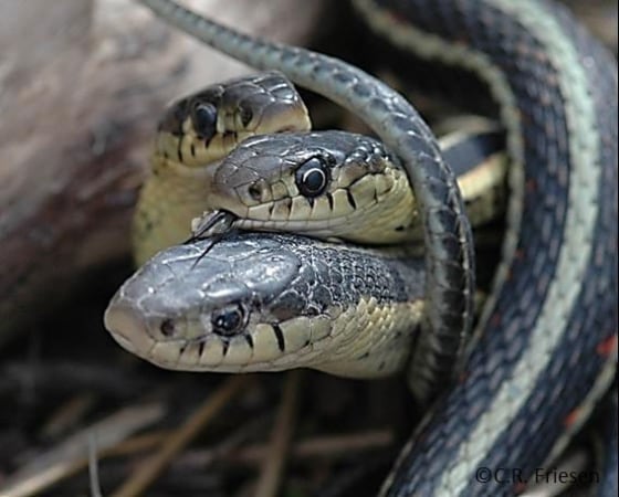 Estrogen turns male snakes into same-sex charmers