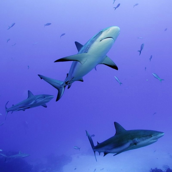 Beautiful Images Of Sharks