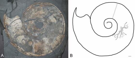 This fossil shows lobsters knew how to cuddle
