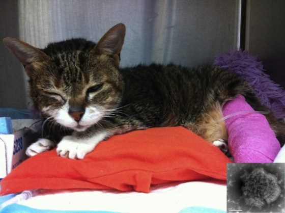 New virus linked to deadly kidney disease in cats