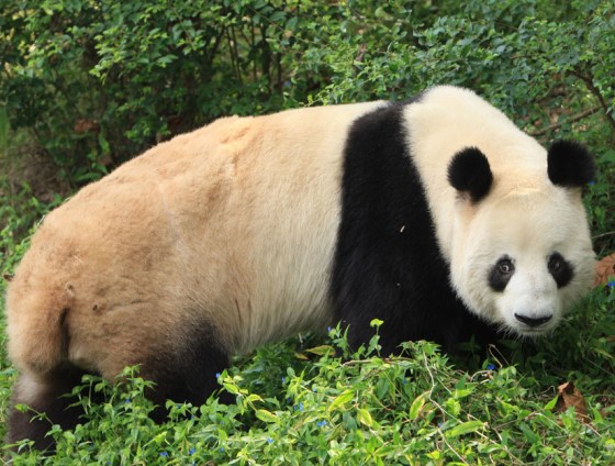 fully grown panda