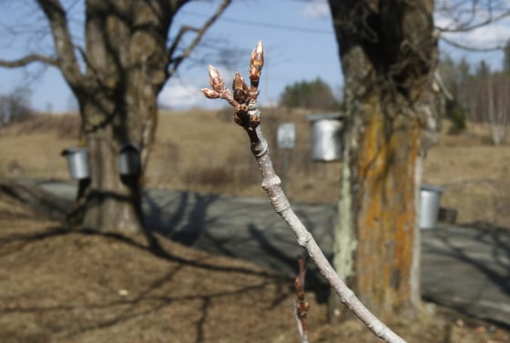'Yucky' year for maple syrup tied to mild winter