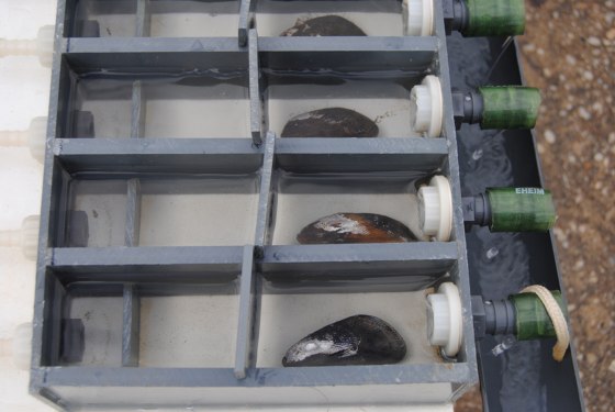 A ‘mussel raft’ tackles Bronx River pollution