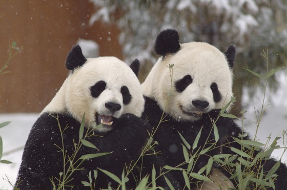 How pandas on the prowl pick the perfect spot to pee