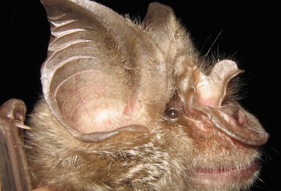 heart nosed bat