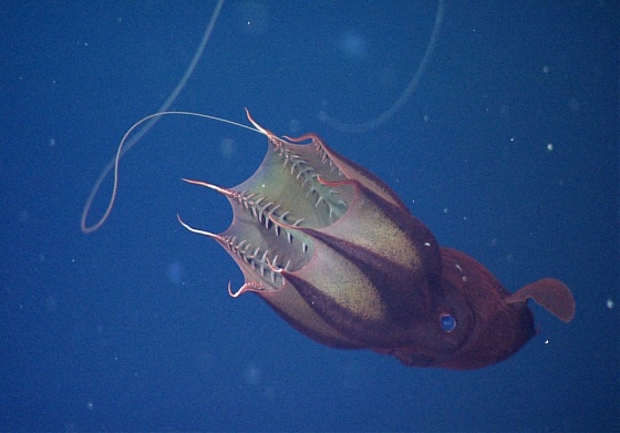 vampire squid size