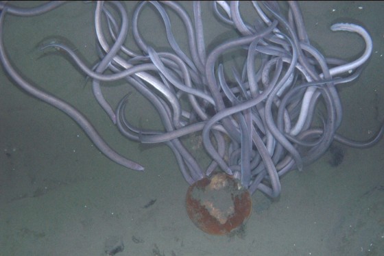 'HabCam' opens window to life on seafloor in natural habitat