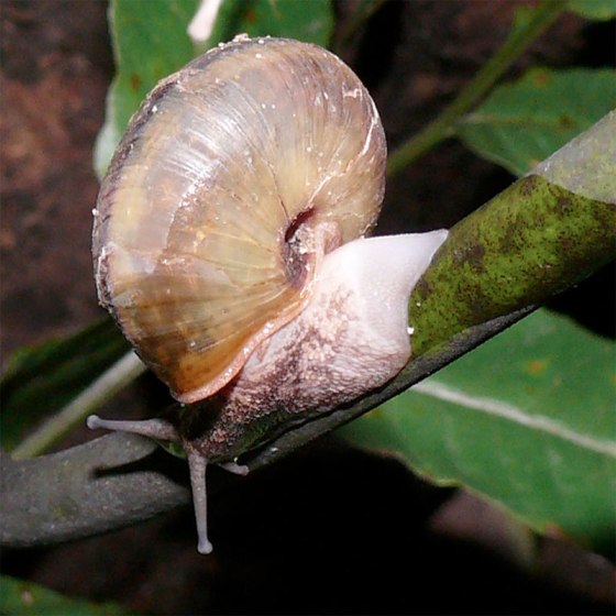 Within an inch of their lives, snails sacrifice a foot to snakes