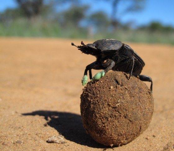 Why do dung beetles dance on balls of poop? To keep cool
