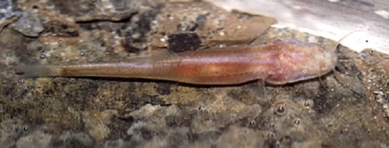 Eww! Eyeless, scaleless cave fish discovered in Vietnam