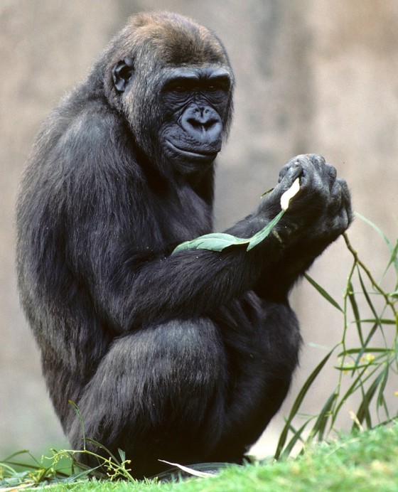 apes gorillas