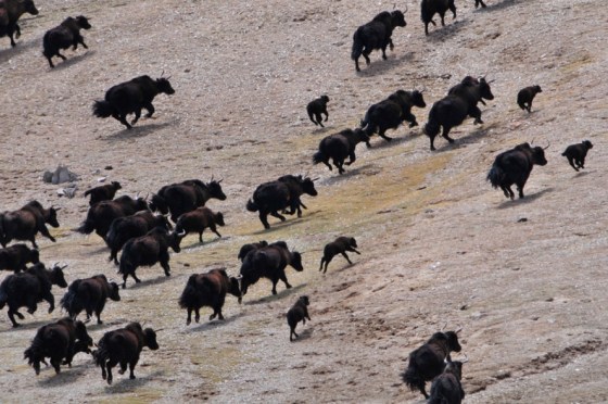 wild yaks