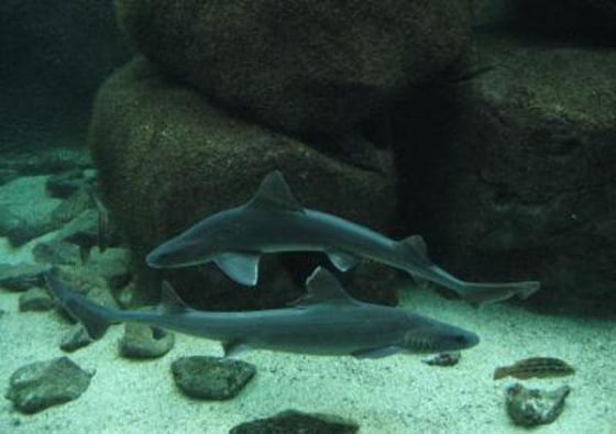 Little-known shark species gets a closer look
