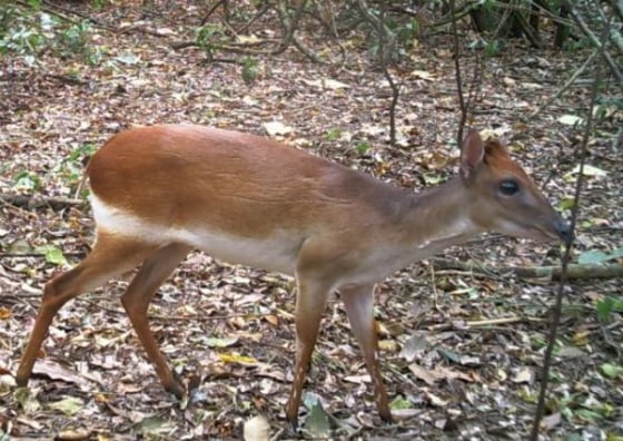 Photos show rare antelopes in new locale