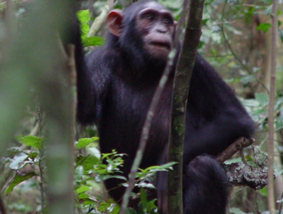 Chimps play with stick dolls