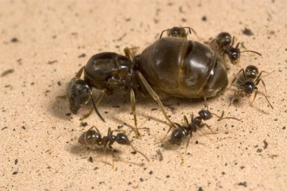 queen ant attacks