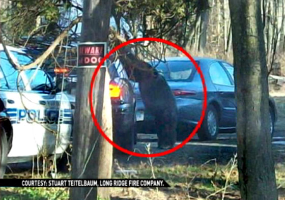 Travis The Chimp Crime Scene Photos