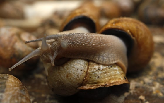 Snail goo may turn out to be a lifesaver