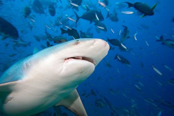 bull shark attacks hammerhead