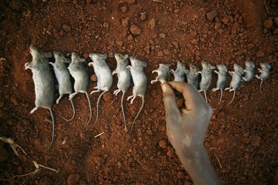 Making a meal out of mice in Malawi