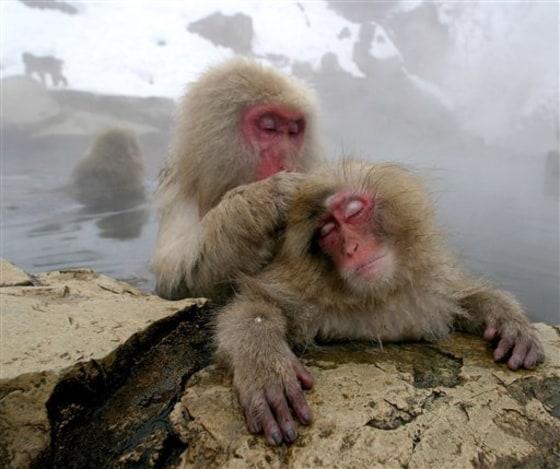 Study: Monkeys 'pay' for sex by grooming