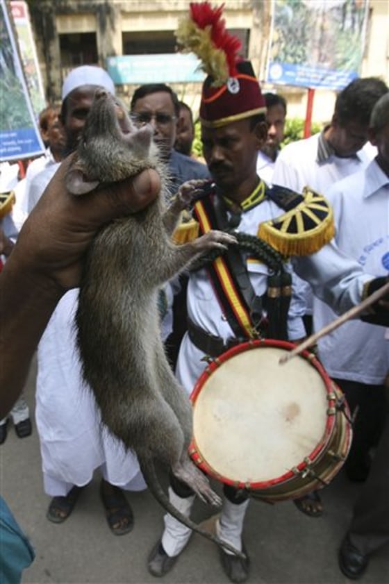 Bangladesh rewards man who kills 83 000 rats