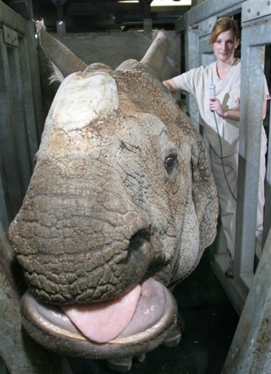 Rhino conception marks reproductive first