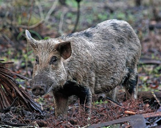 Wild pigs make unwelcome homes on the range