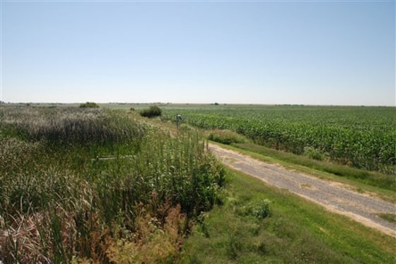 Cattails planted to save sinking delta islands