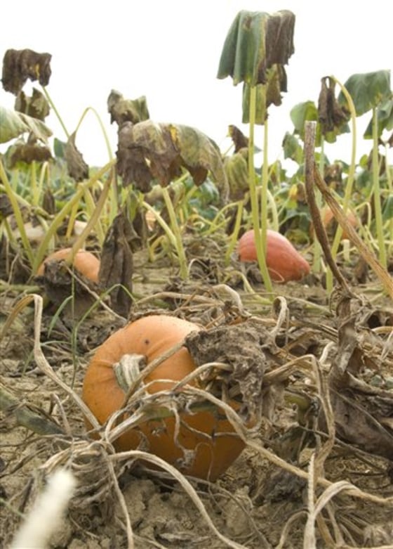 Low pumpkin production forecast