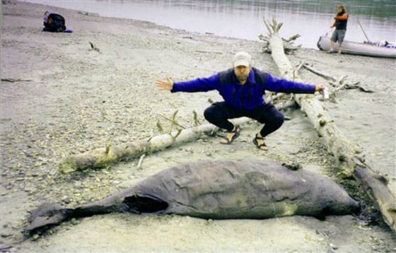 Whale carcass found 1,000 miles from home
