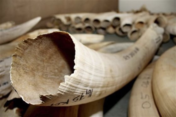 Authorized elephant ivory sale nets $1 million