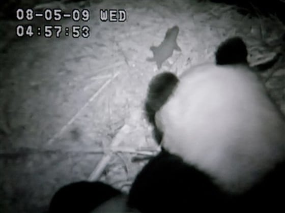 San Diego Zoo panda gives birth to 5th cub