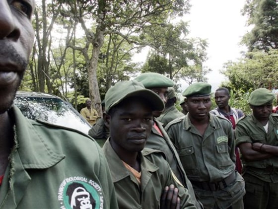 Rangers in the mist can't protect Congo gorillas