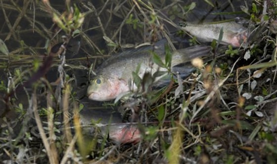 Even fish can't escape Sunshine State's cold