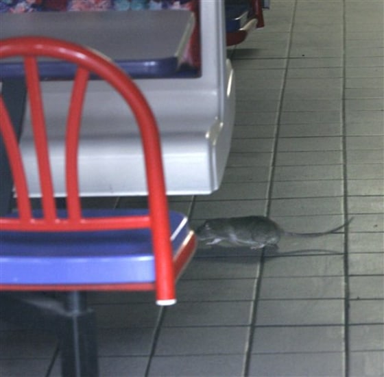 N.Y.C. admits Taco Bell rat infestation ignored