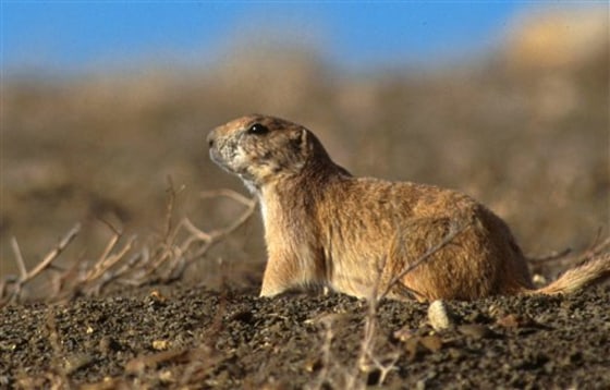 States fail in latest prairie dog report card