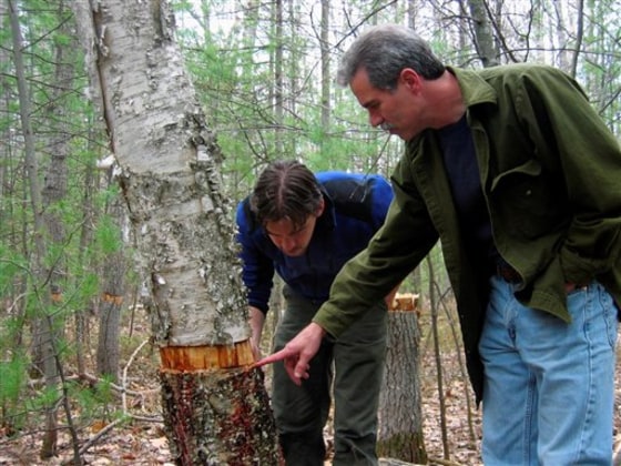 Aspen trees sacrificed in warming experiment
