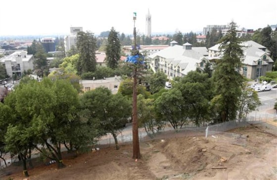 Last tree-sitters end UC Berkeley protest