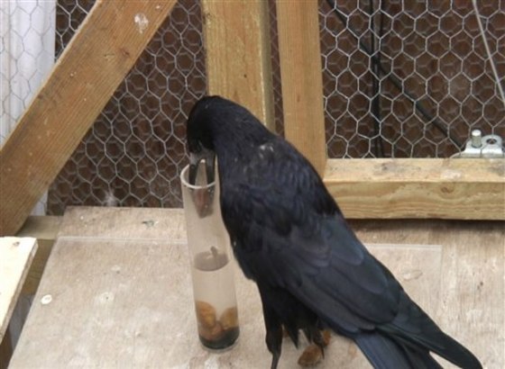 Birds show Aesop’s fable may be true