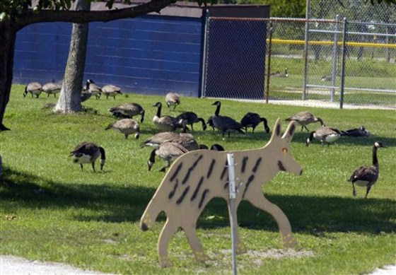 Fake coyotes fool motorists, not geese