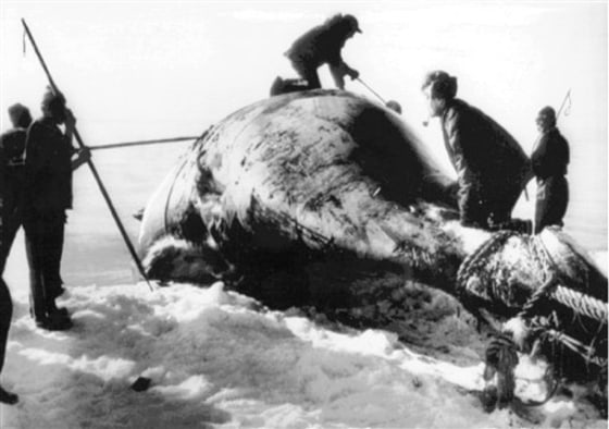 Eskimos try a bigger bomb in whale hunts