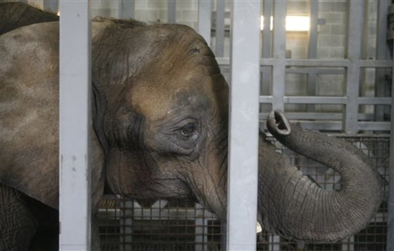 Alaska elephant's fall renews concerns