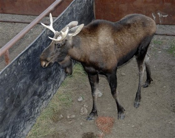 If you can’t be with the herd you love ...