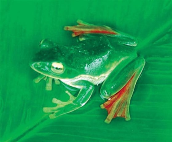Flying frog among 350 new Himalayan species