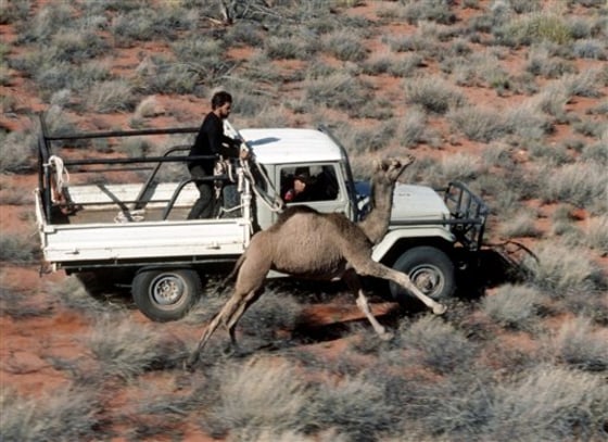 Australia considers mass killings of camels