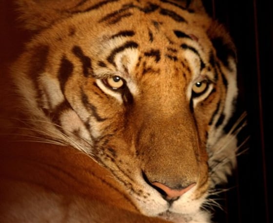 Wild Africa romance awaits endangered tiger