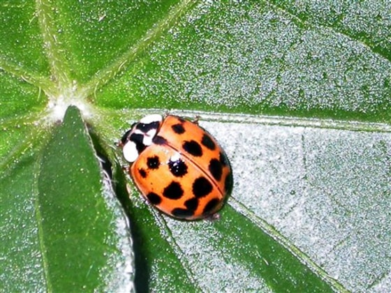 British ladybugs said in danger from aliens