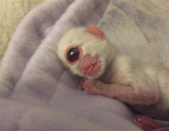 Famous one eyed kitten to go on display