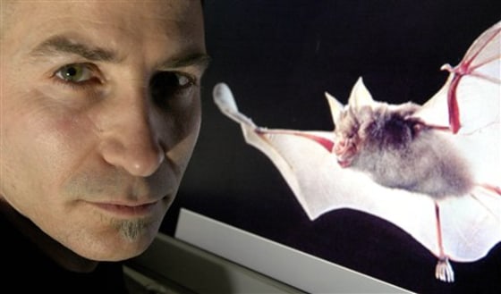 Male bats trade brains for better odds at sex